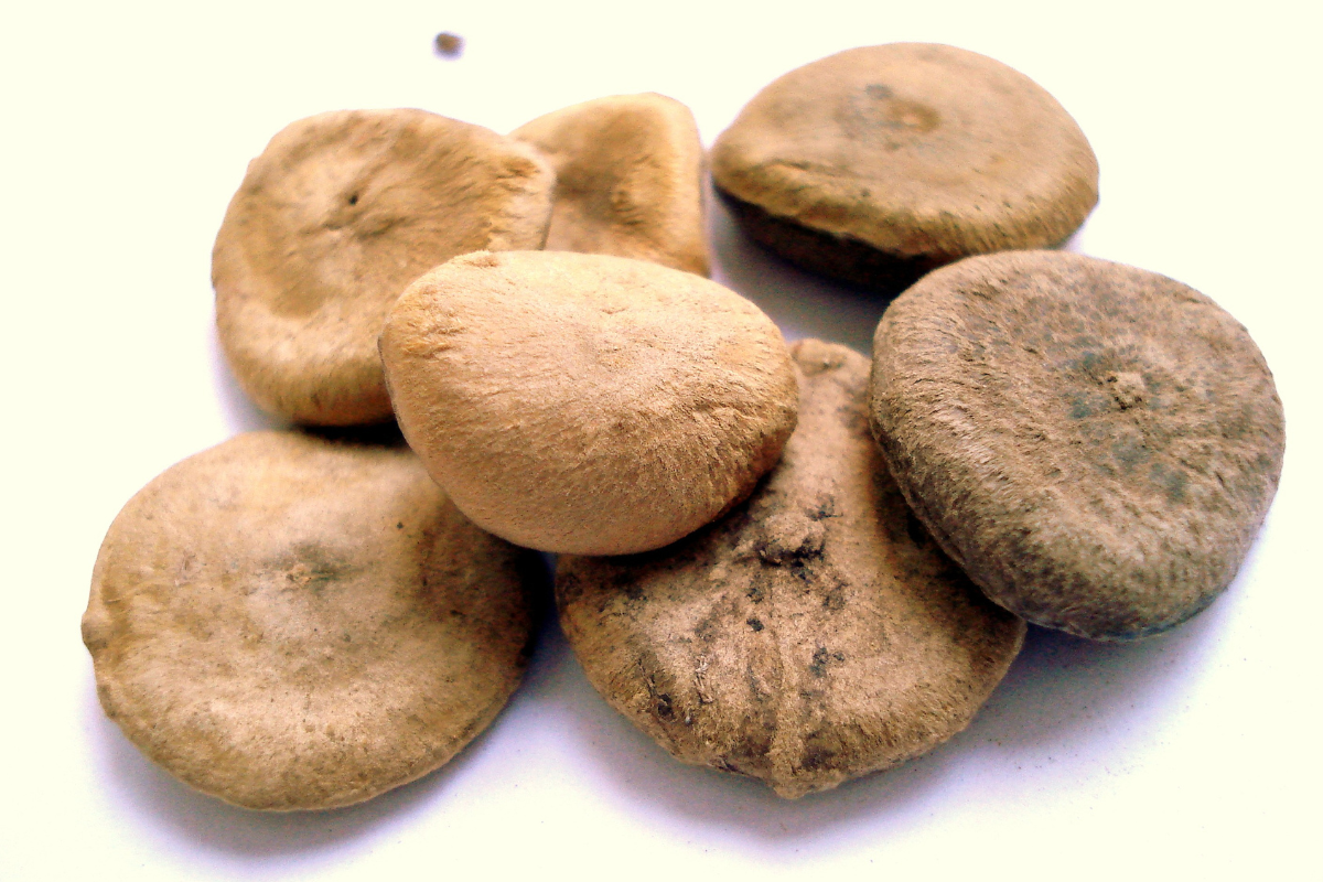 Tudo o que Você Precisa Saber sobre Nux Vomica na Homeopatia